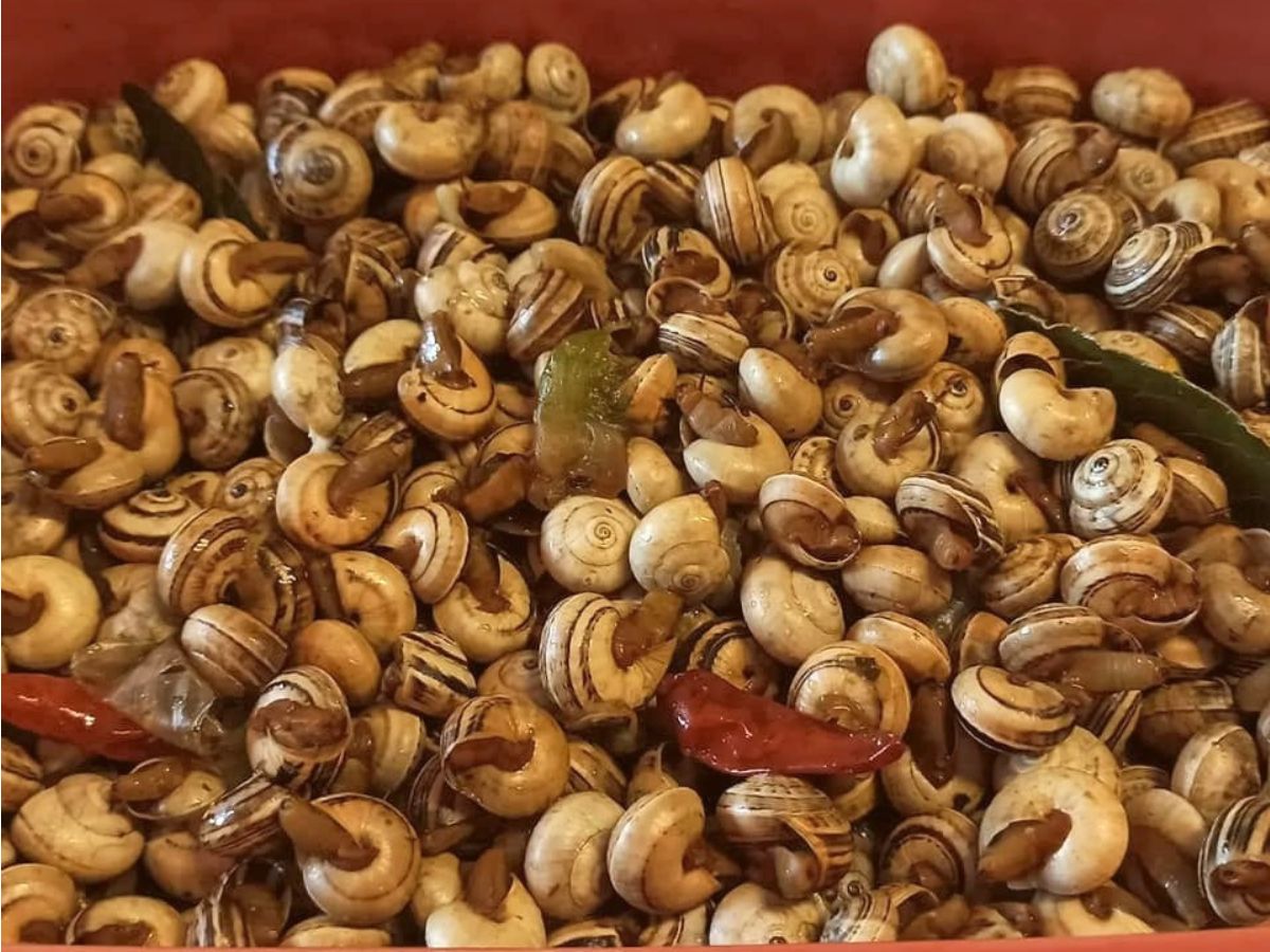 Receita do melhor petisco de Caracóis Cozidos - Receitas de Culinária TV