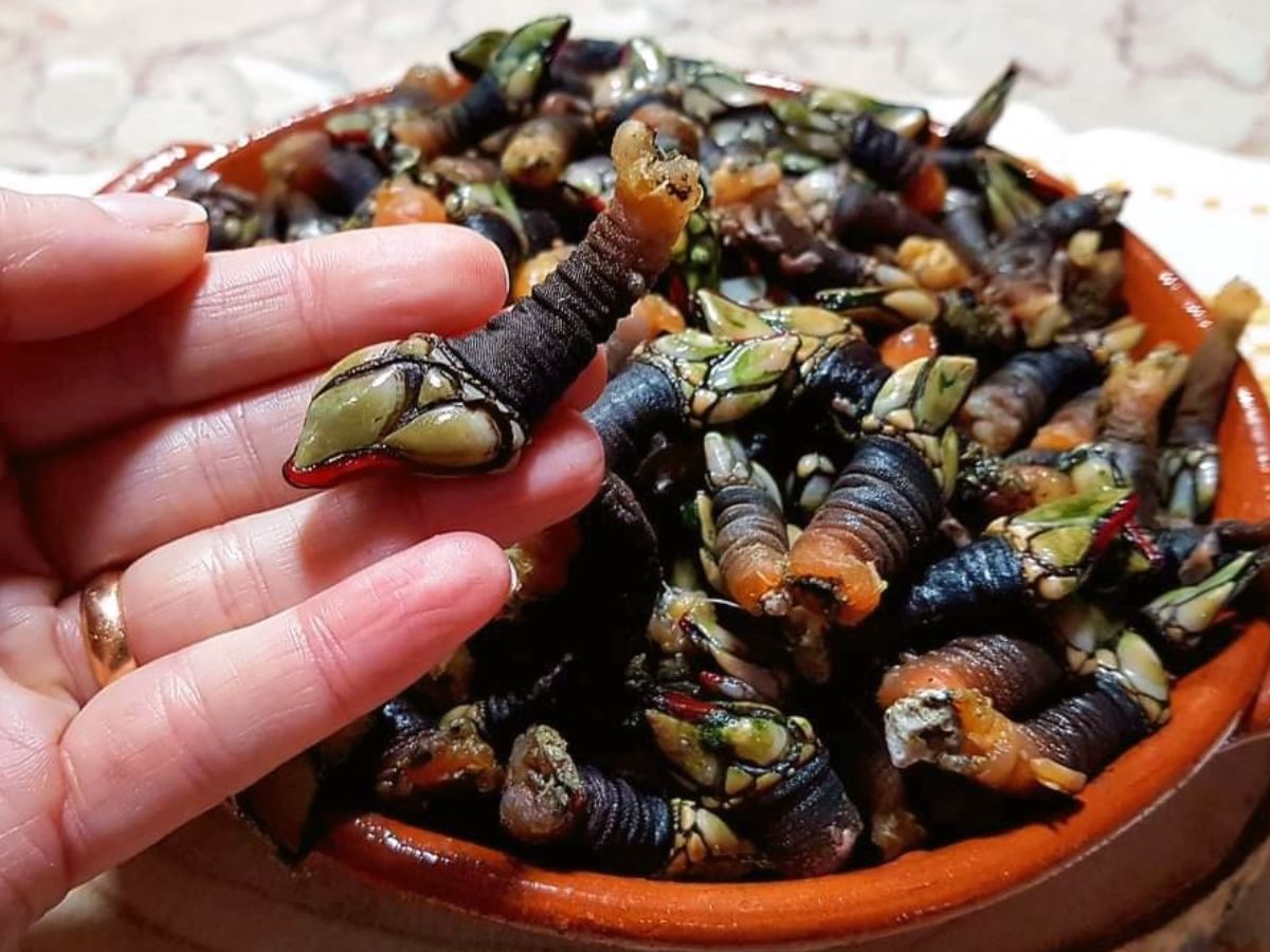 Como Cozer Percebes de forma muito fácil