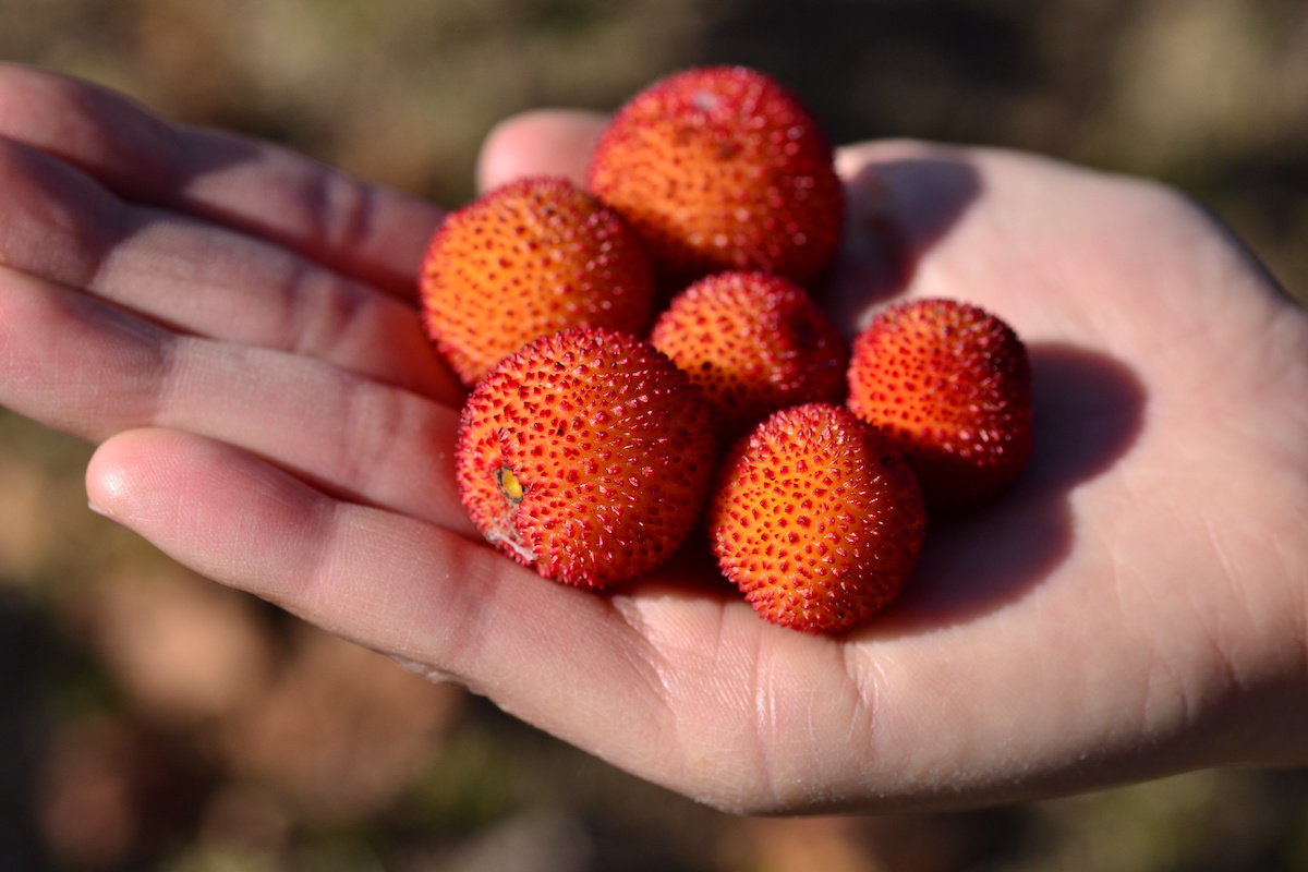 Folhas De Medronho Marina