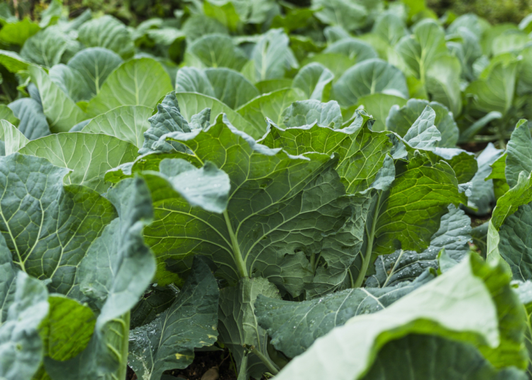 Couve galega: Uma potência de nutrientes que enriquece vários pratos
