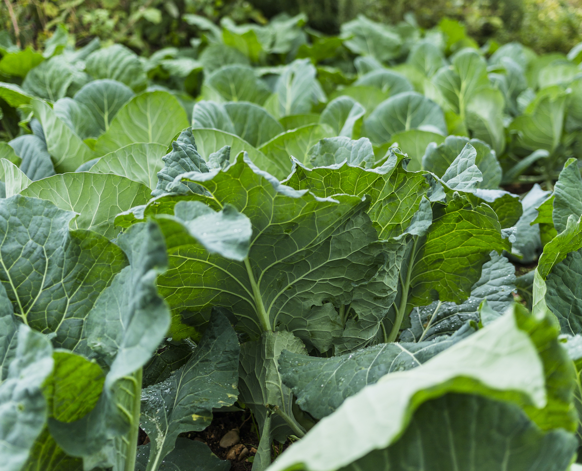 Couve galega: Uma potência de nutrientes que enriquece vários pratos