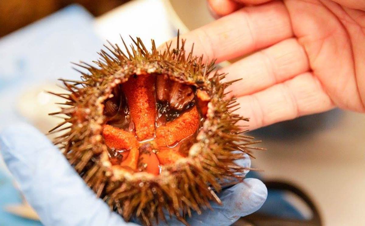Ouriço-do-Mar: O Caviar do Atlântico em destaque na Ericeira